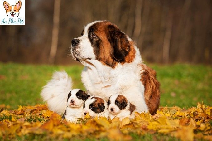 Tìm hiểu về giống cho cứu hộ vùng núi tuyết chó St Bernard