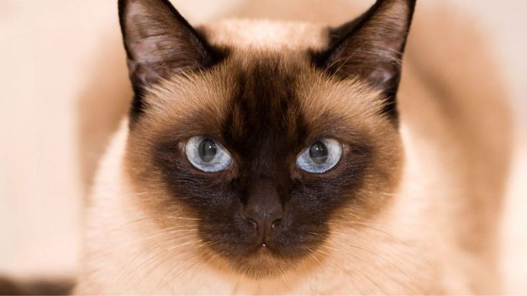 Các Loại Mèo Cảnh Phổ Biến Ở Việt Nam – Đặc Điểm, Tính Cách và Cách ...